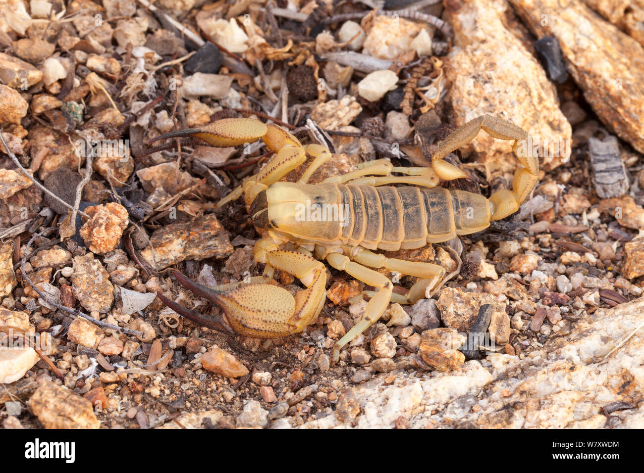 Death stalker scorpion (Leiurus quinquestriatus) Springbok, South ...