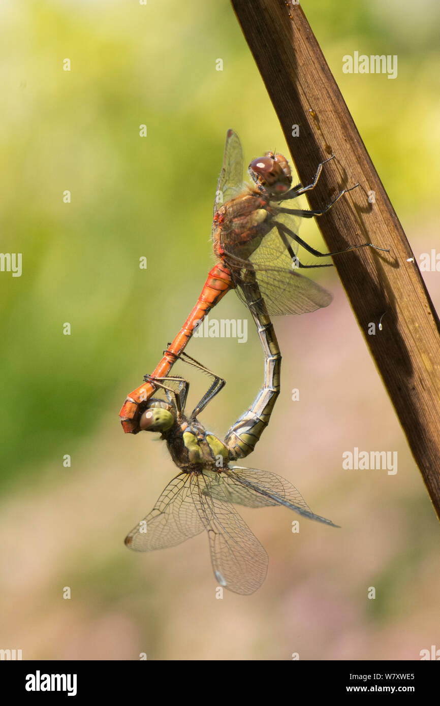 Common Darter dragonflies mating, Sympetrum striolatum, pair mating ...