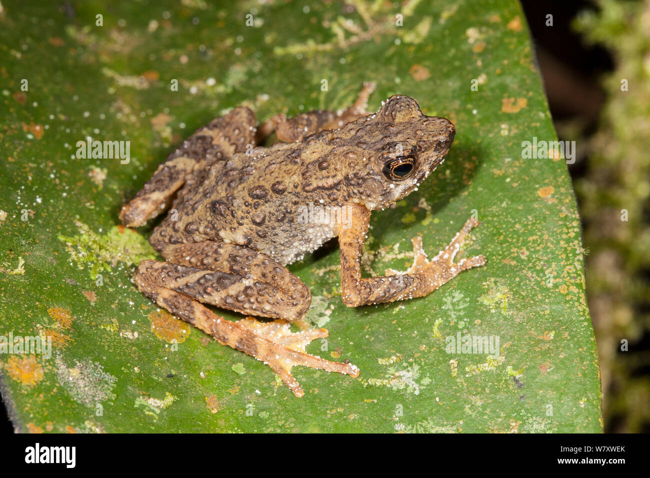 Ansonia hi-res stock photography and images - Alamy