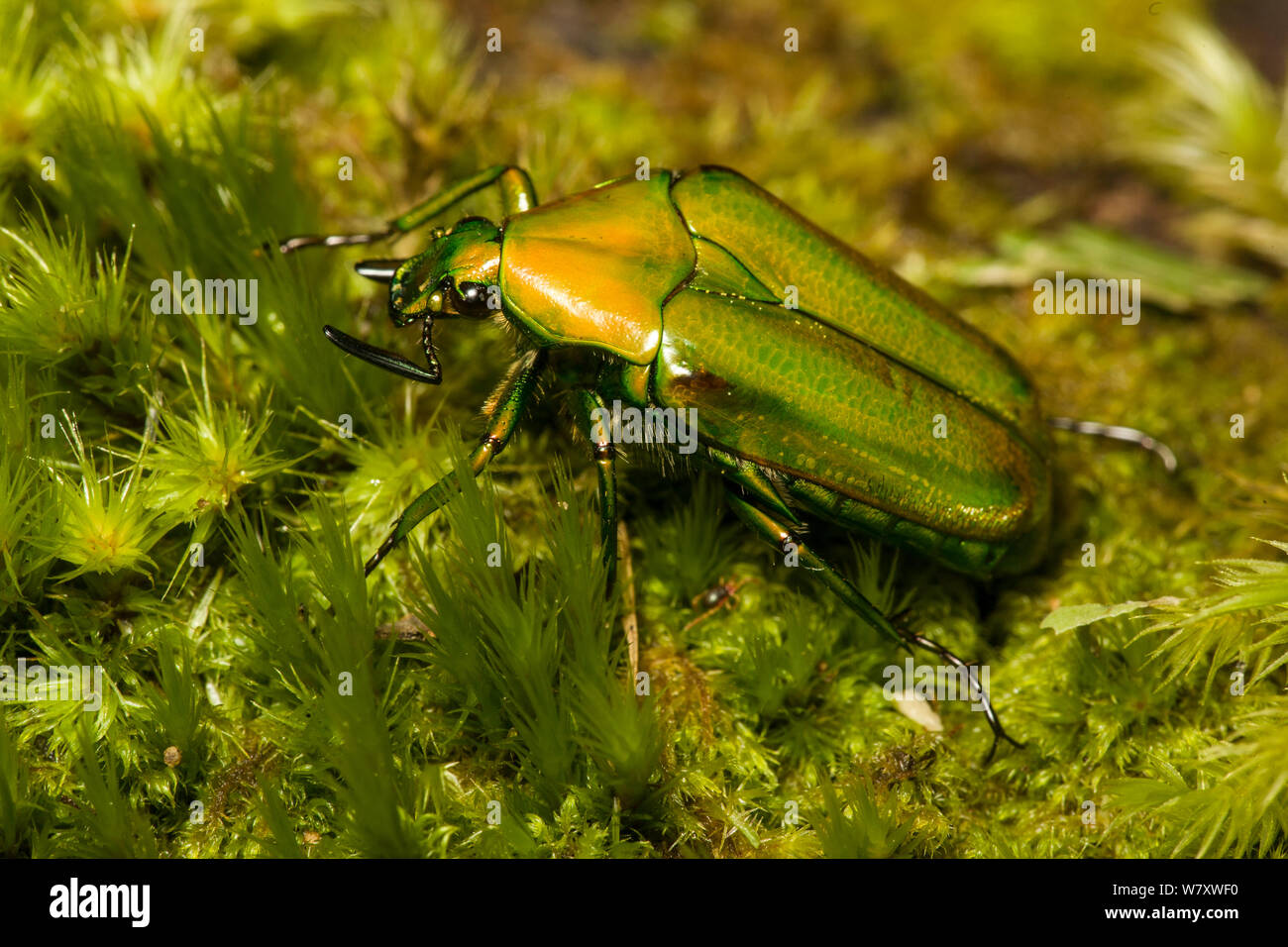 Iridescent flower beetles (Chrysomelidae) Sabah, Borneo Stock Photo - Alamy