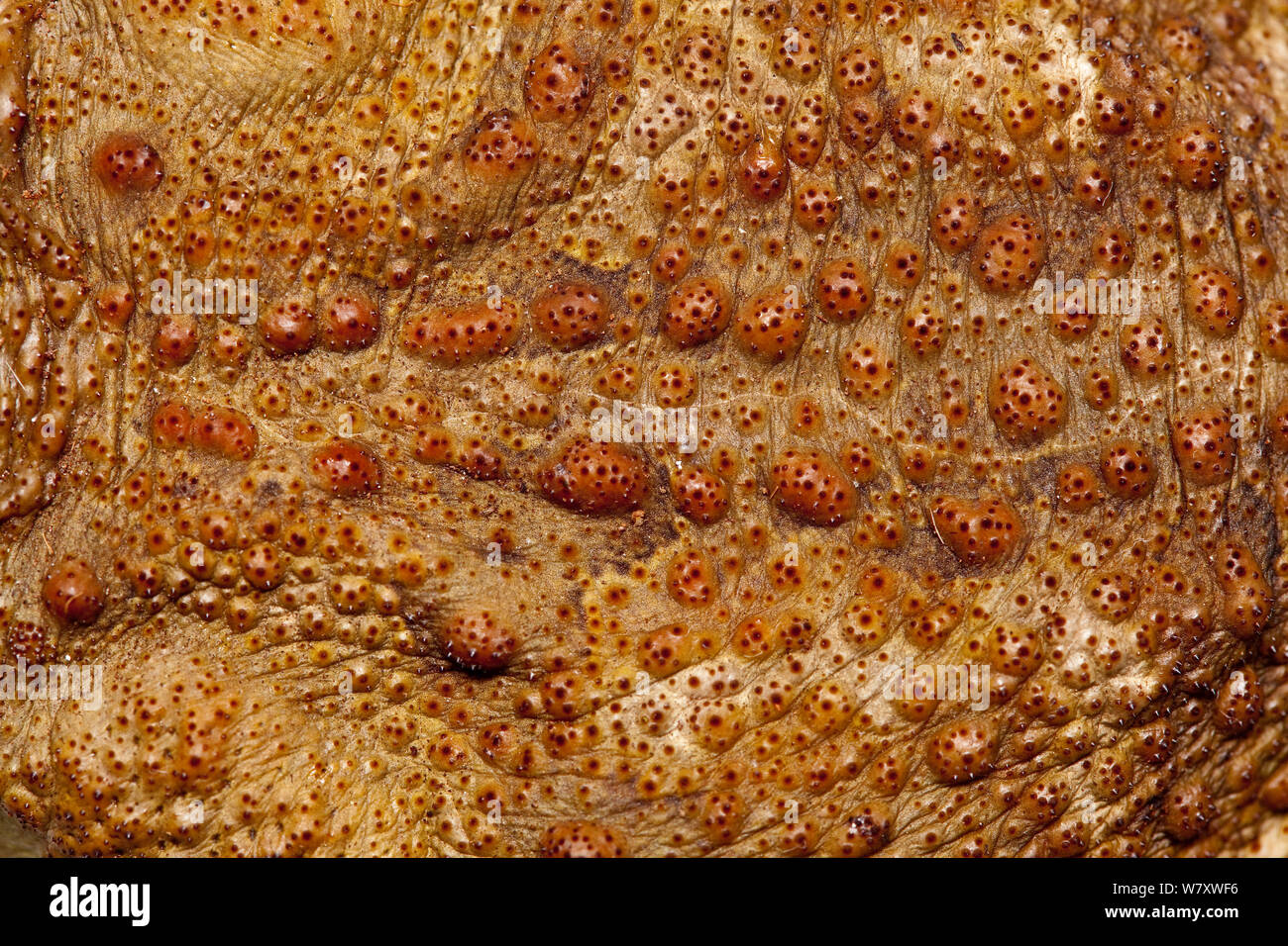 Cane toad poison hi-res stock photography and images - Alamy