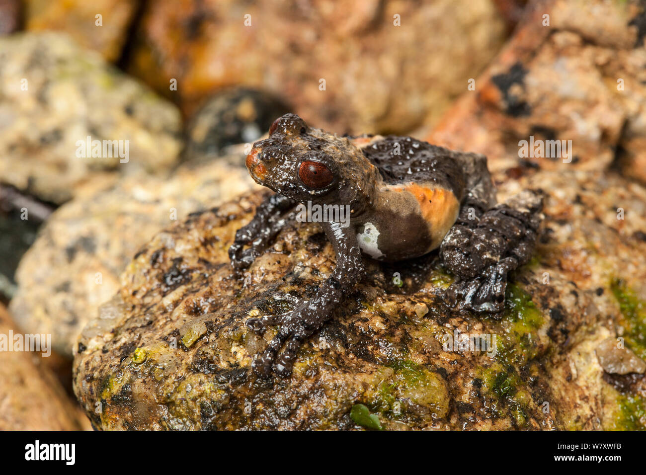 Pied mossy frog (Theloderma asperum) captive occurs in South East Asia ...