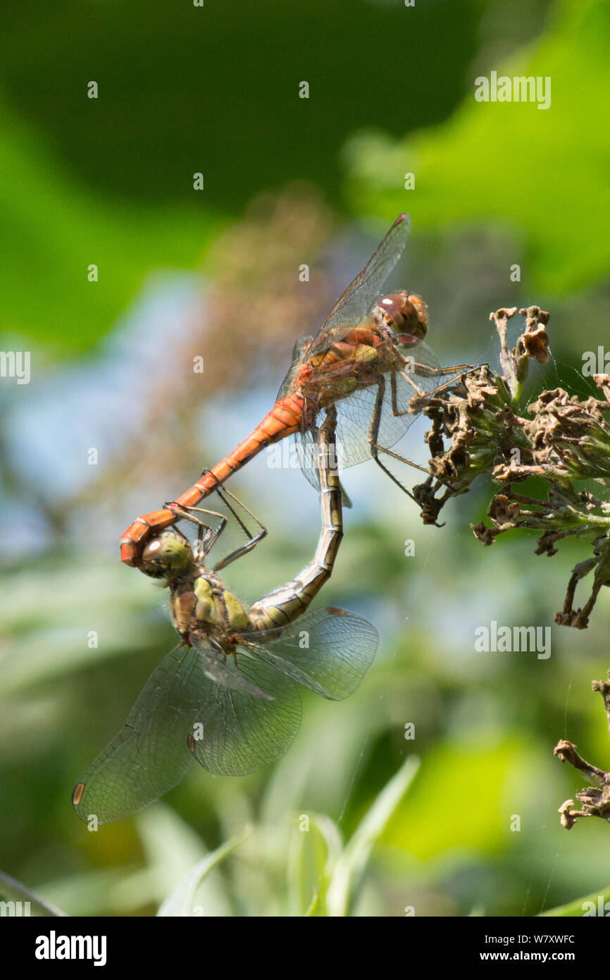 Common Darter dragonflies mating, Sympetrum striolatum, pair mating ...