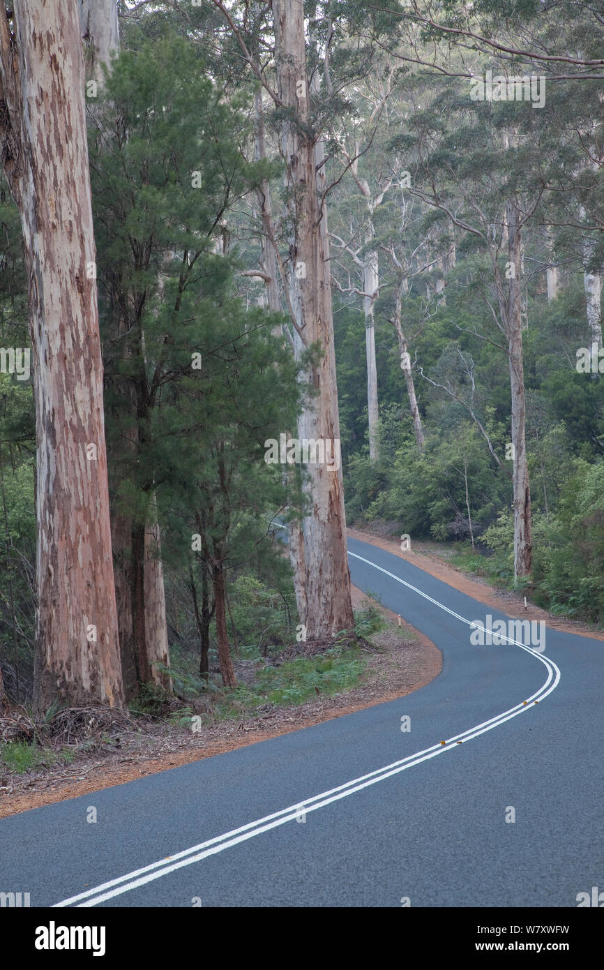 Karri trees (Eucalyptus diversicolor) growing along the Vasse Highway ...