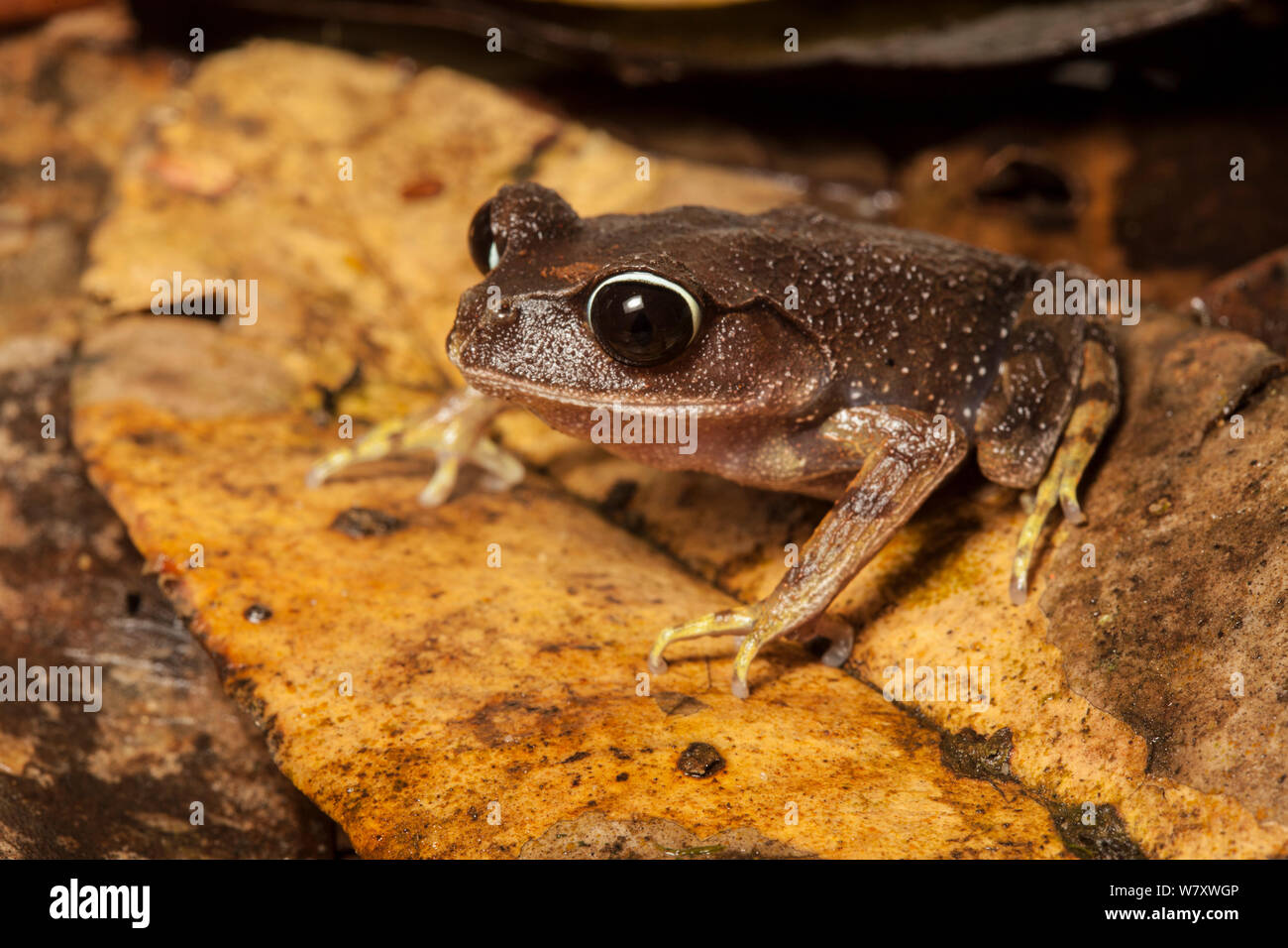 Kinabalu Large-Eyed Litter Frog (Leptobrachium gunungense) Kinabalu ...