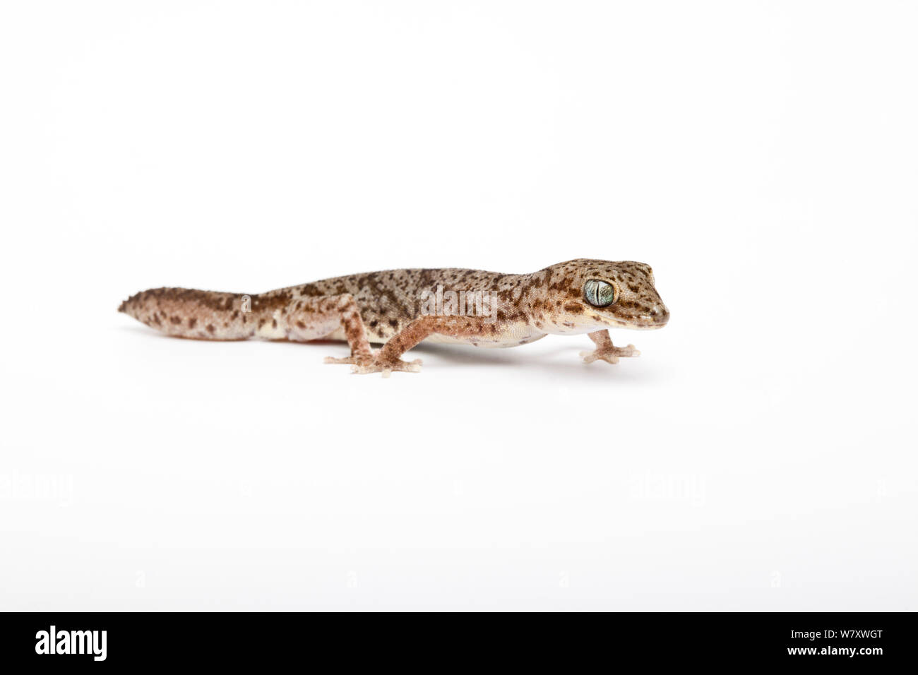 Tessellated gecko (Diplodactylus tessellatus) on white background ...