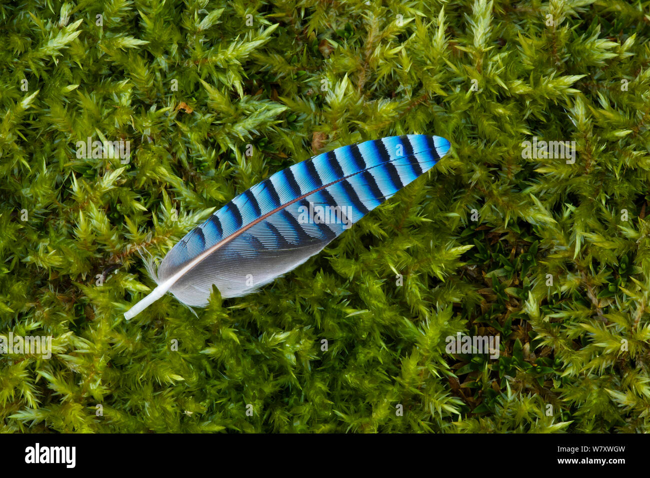 Blue Jay Feather Photograph