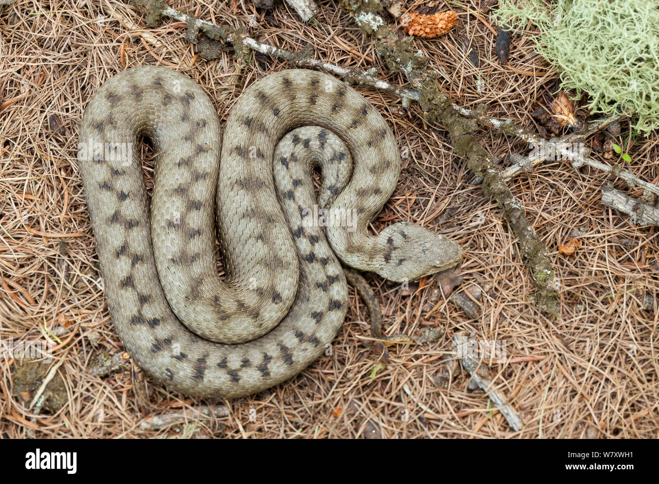Vipera Aspis High Resolution Stock Photography and Images - Alamy