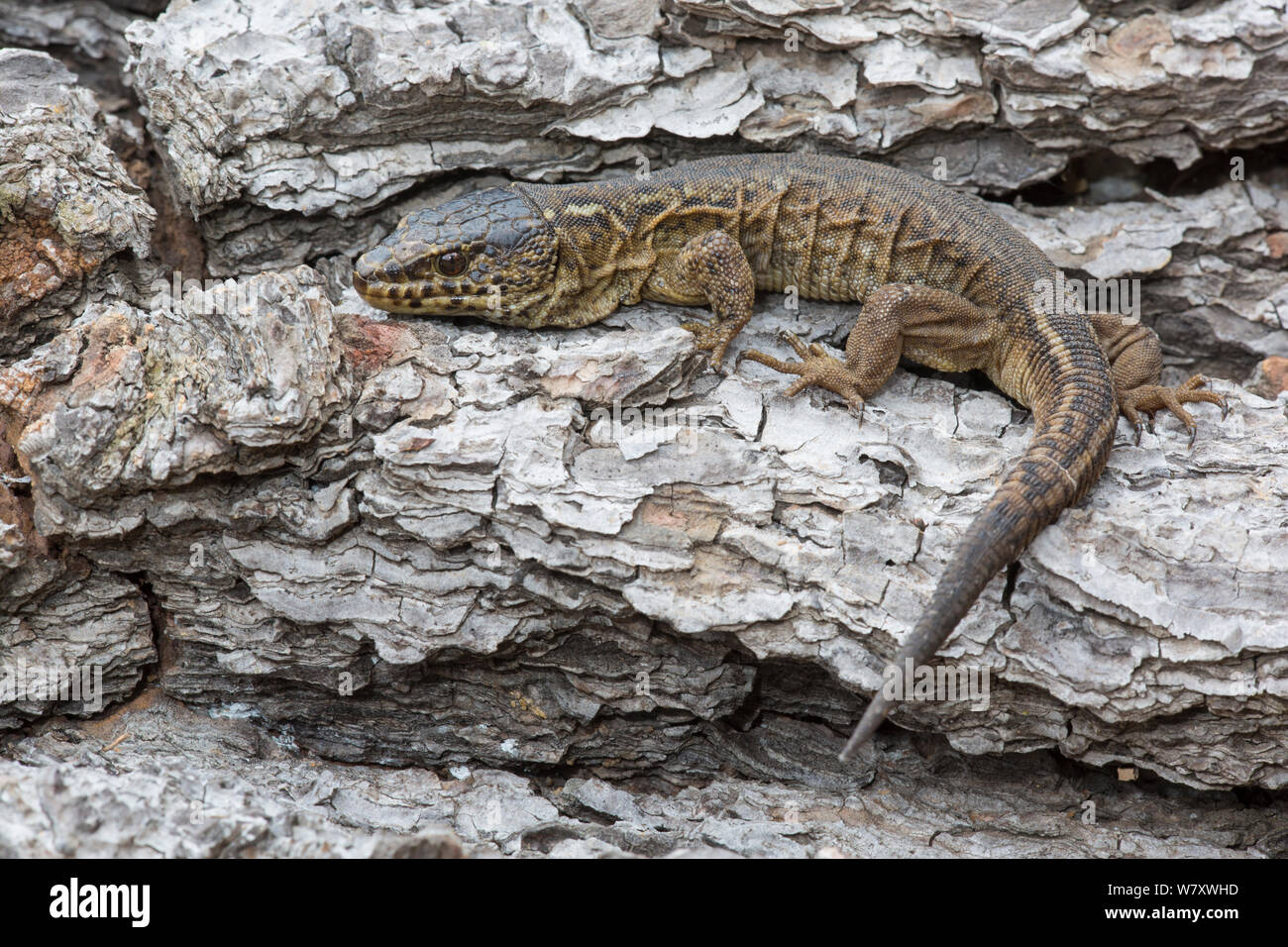 X Is For Xantusiidae Wild Herps Desert Night Lizard (Xantusia