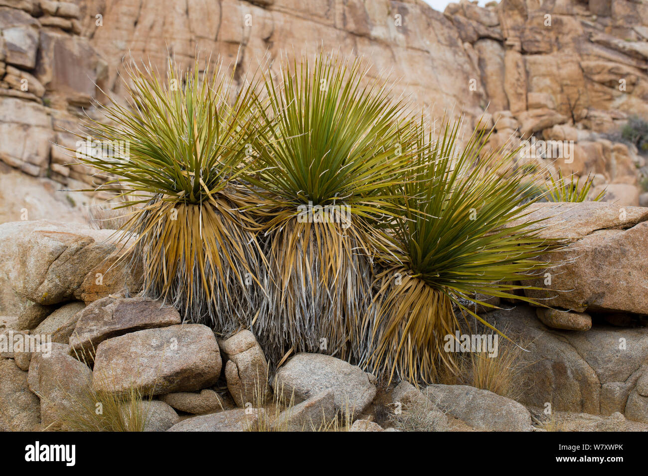 Yucca nolina hi-res stock photography and images - Alamy