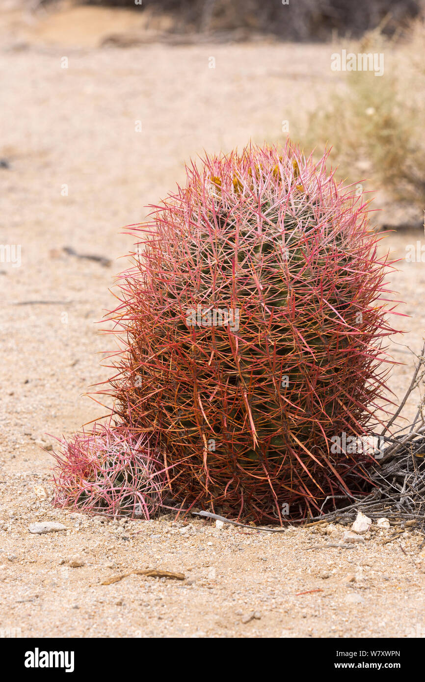 Ferocactus pilosus cactus hi-res stock photography and images - Alamy