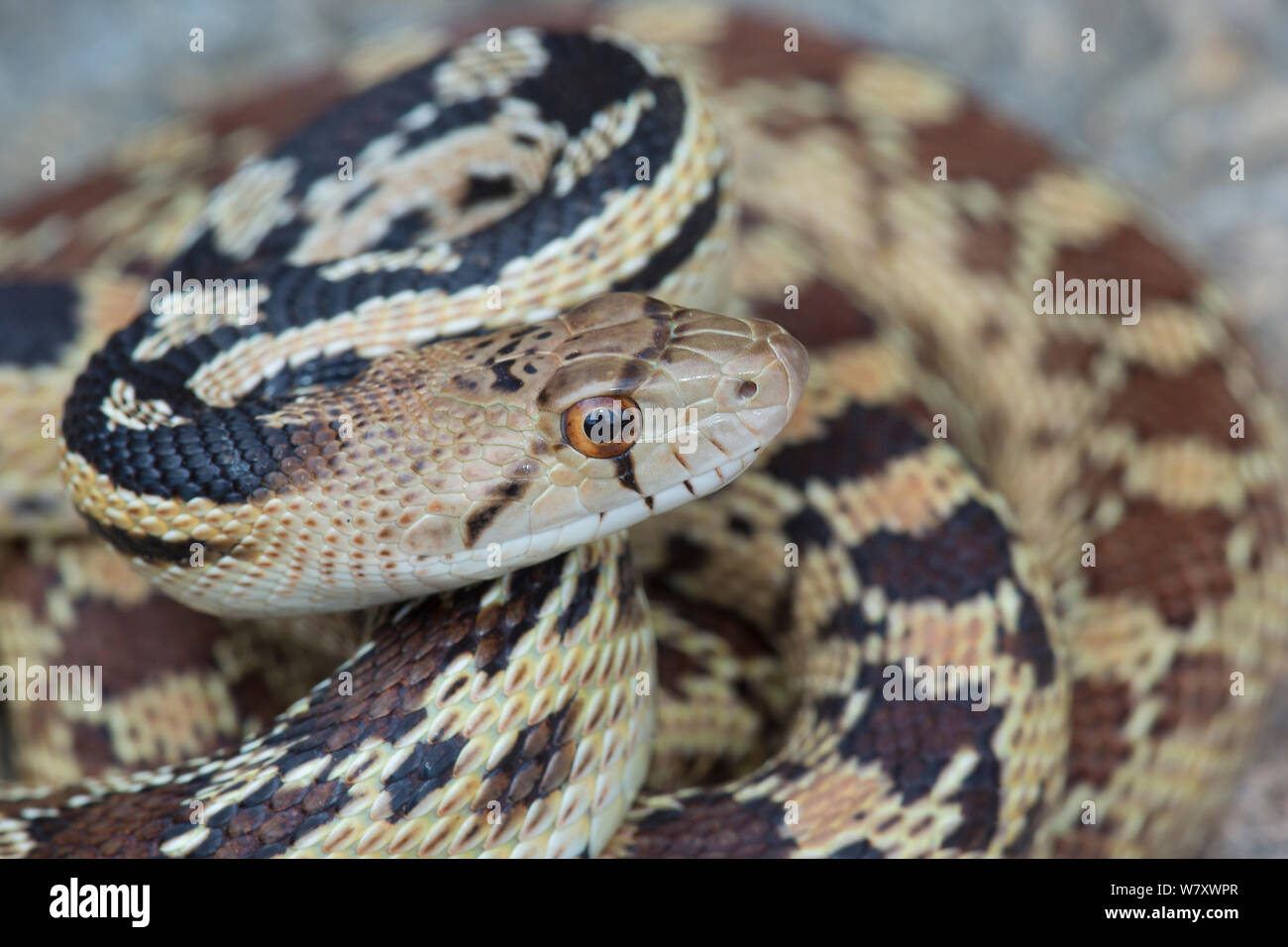 Great Basin Gopher Snake (Pituophis catenifer deserticola) Joshua Tree ...