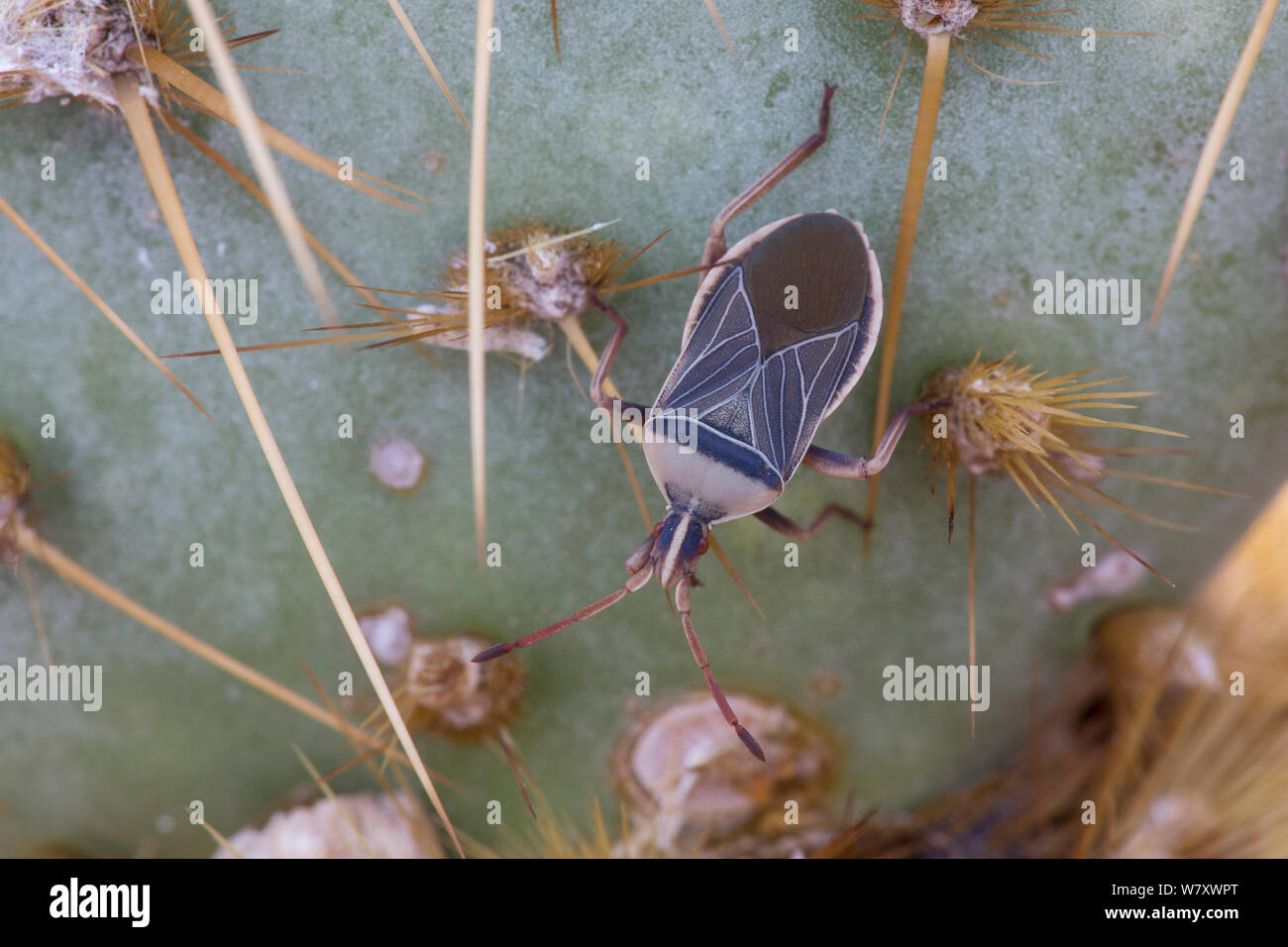 Cactus Bug (Chelinidea vittiger) on Opuntia, Joshua Tree National Park ...