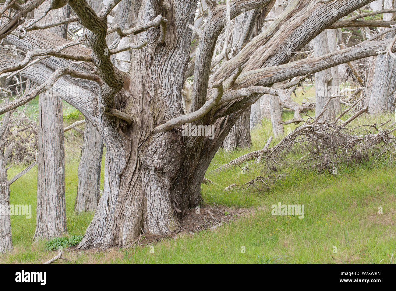 Monterey Cypress Tree Stock Photos & Monterey Cypress Tree Stock Images ...
