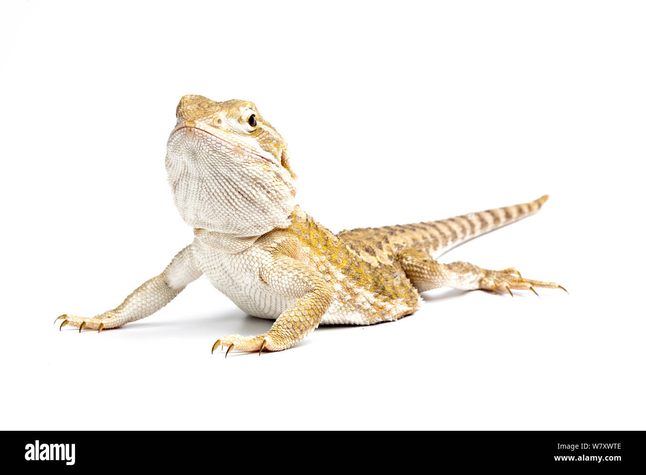 Dwarf bearded dragon hi-res stock photography and images - Alamy