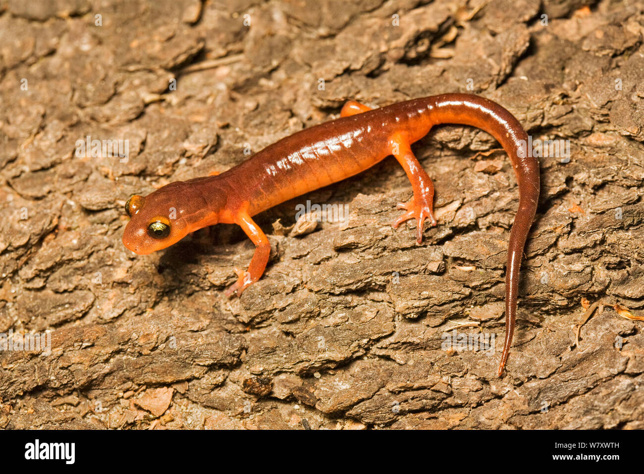 Yellow-eyed Salamander (Ensatina eschschotzii) San Mateo County ...