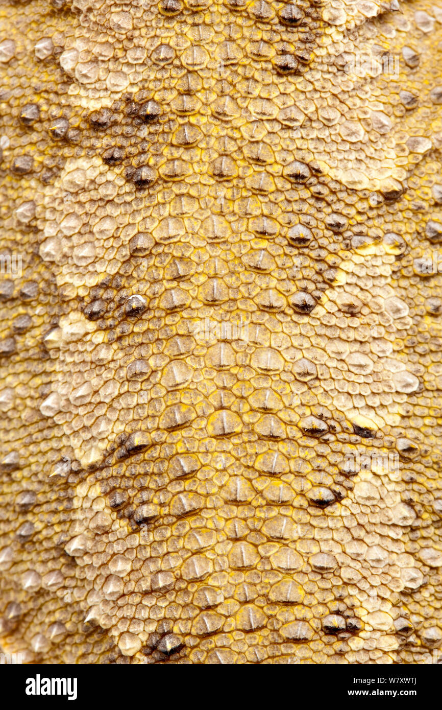 Dragon lizards up close hi-res stock photography and images - Alamy