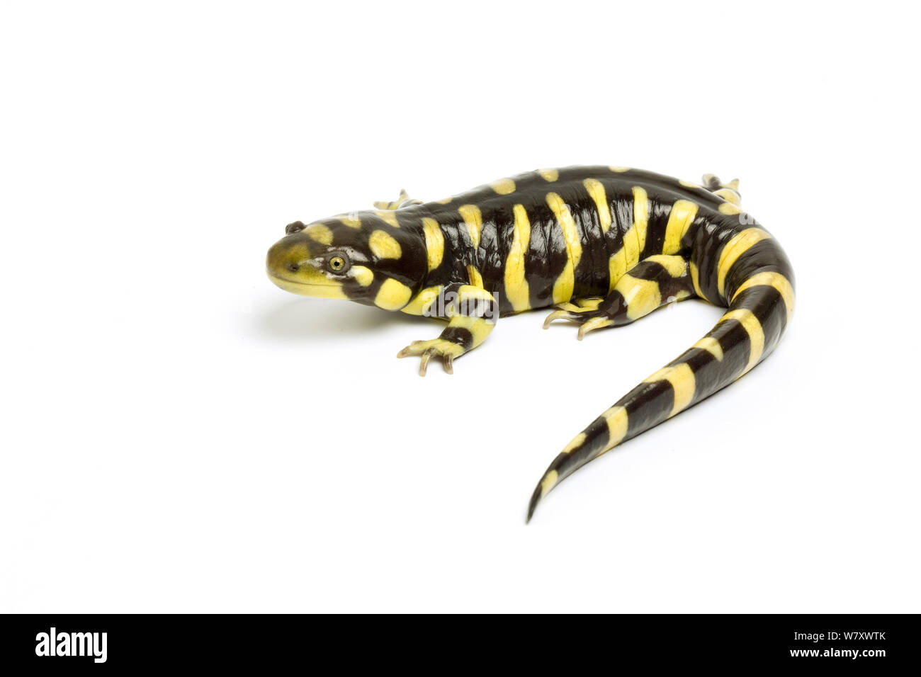 Barred tiger salamander (Ambystoma tigrinum mavortium) South-central ...