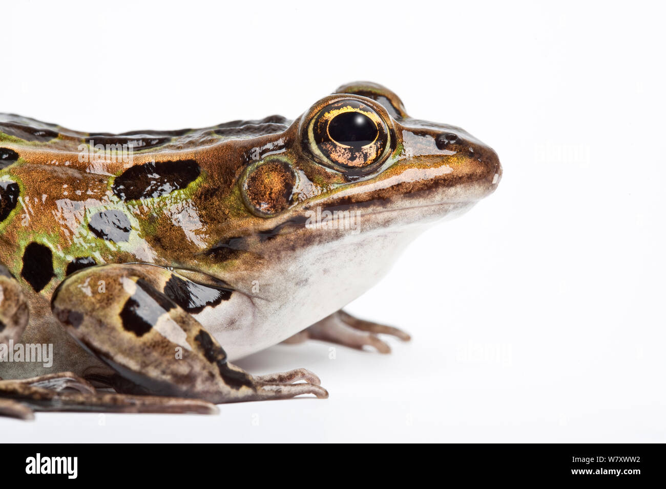 Northern leopard frog (Lithobates pipiens) North America Stock Photo ...