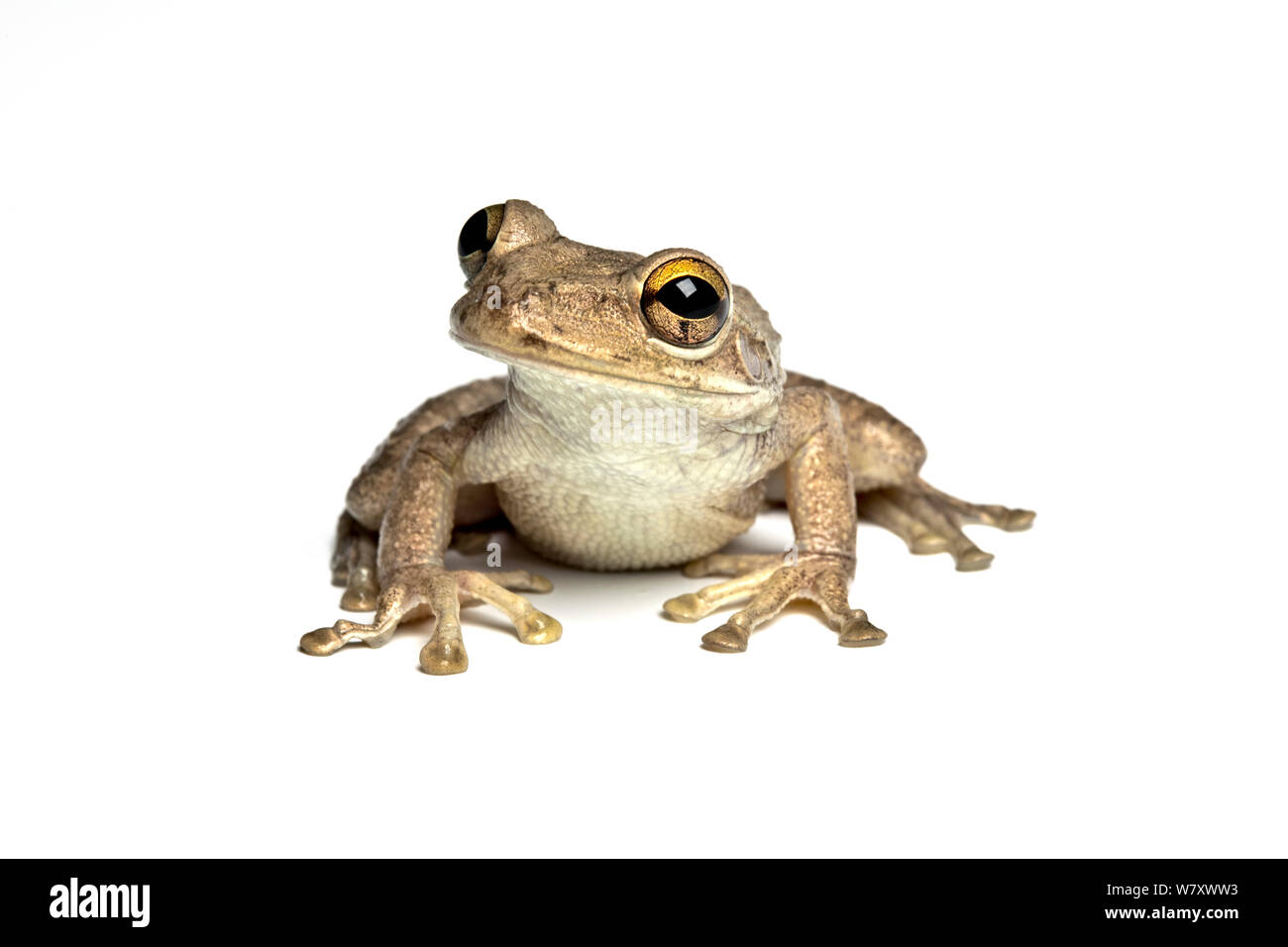 Caribbean tree frog hi-res stock photography and images - Alamy