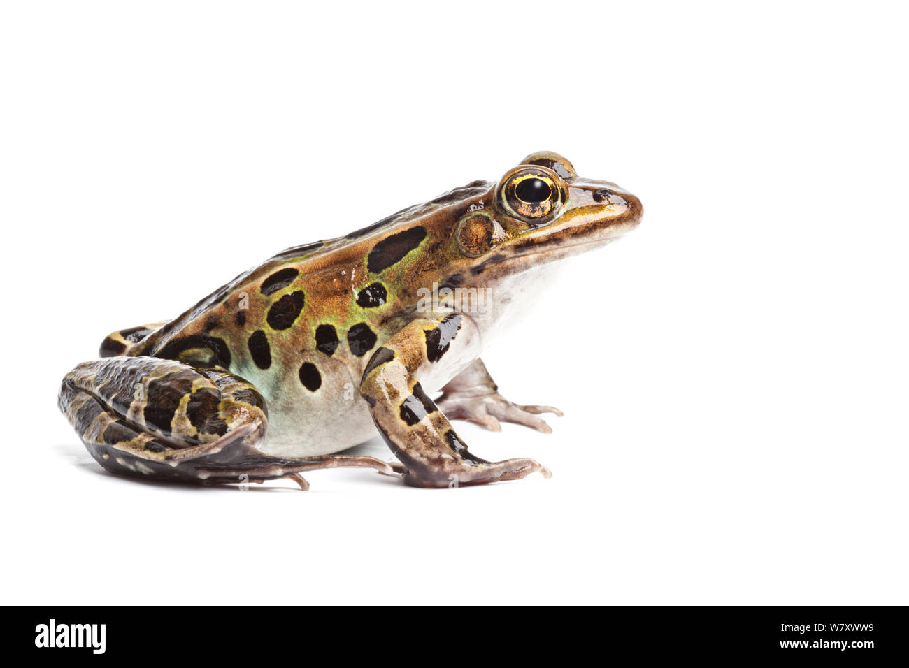 Northern leopard frog (Lithobates pipiens) North America Stock Photo ...