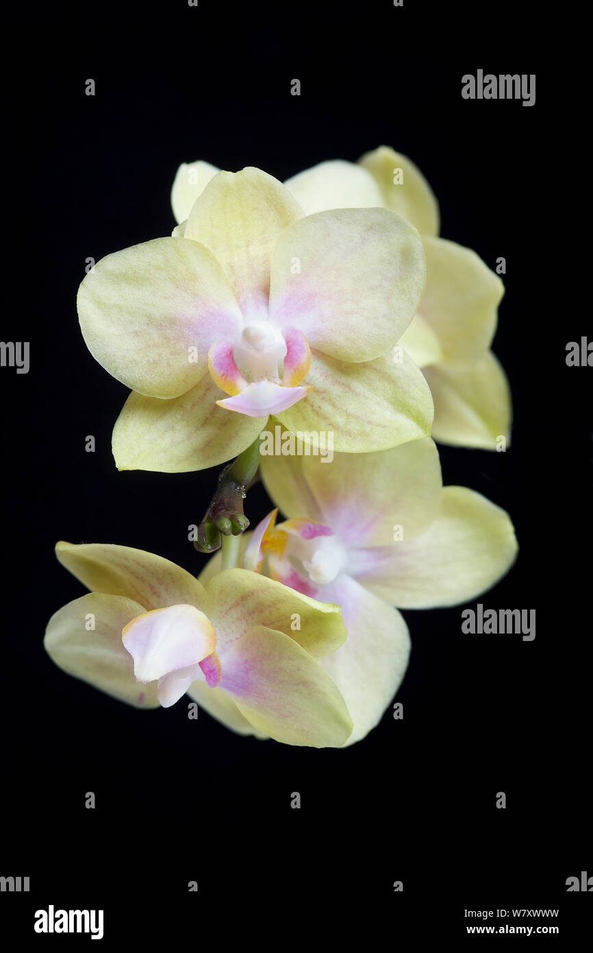 Monocot flower hi-res stock photography and images - Alamy