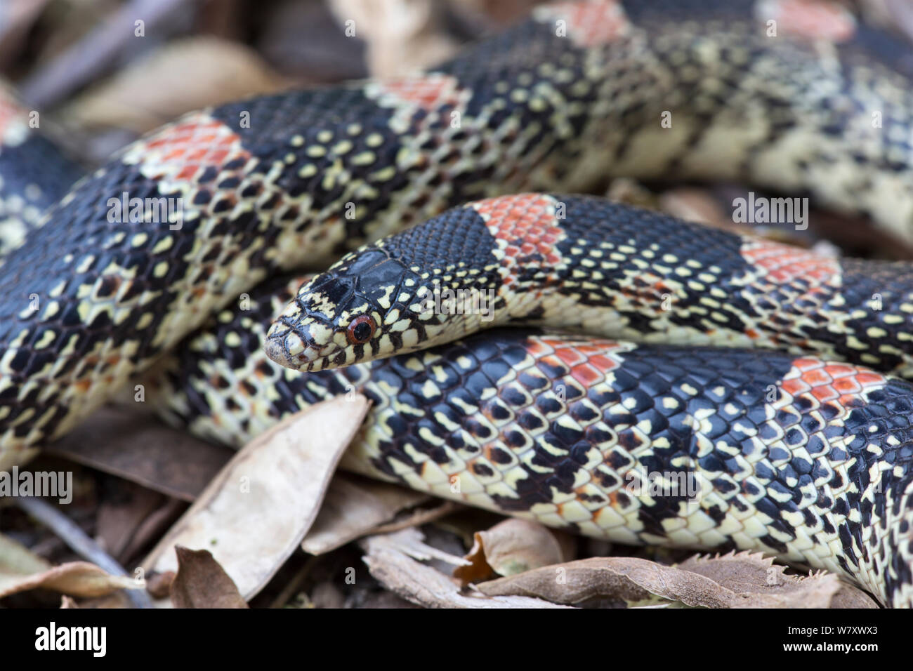 Western Long-nosed Snake (Rhinocheilus lecontei) California, USA, May ...