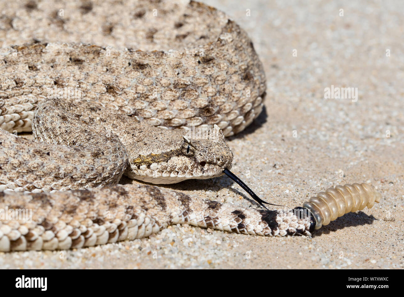 Tongue flickering hi-res stock photography and images - Alamy