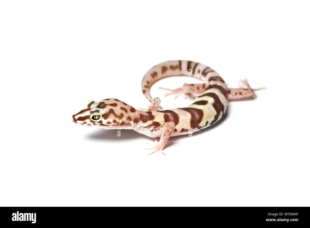 Western Banded Gecko (Coleonyx variegatus) Anza Borrego Desert ...