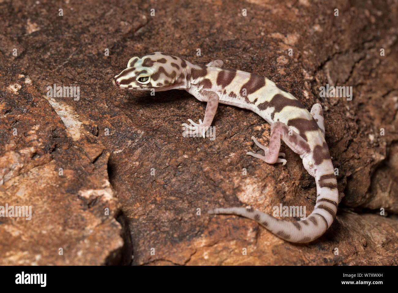 Western Banded Gecko Diet