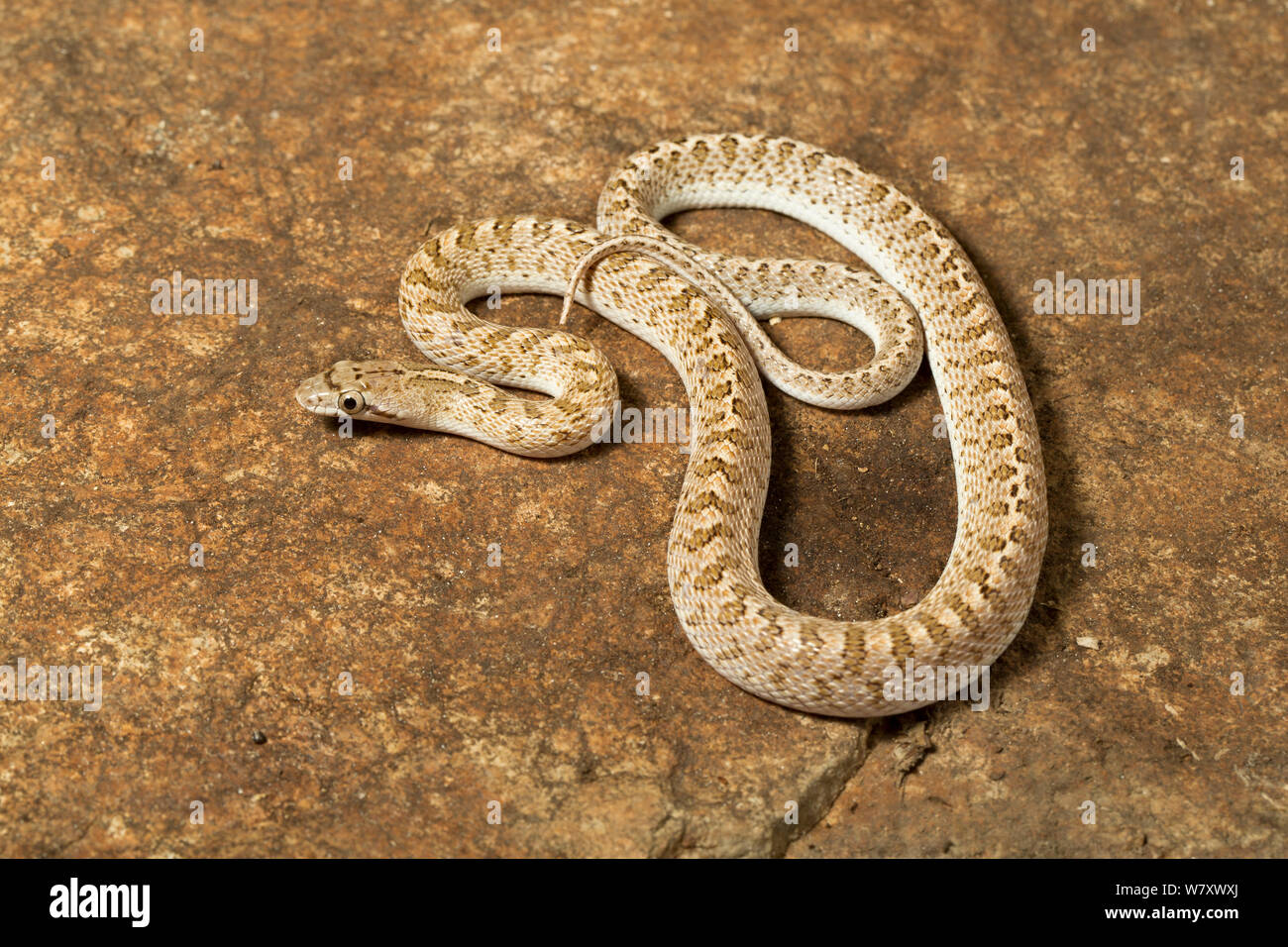 Orange Snake California