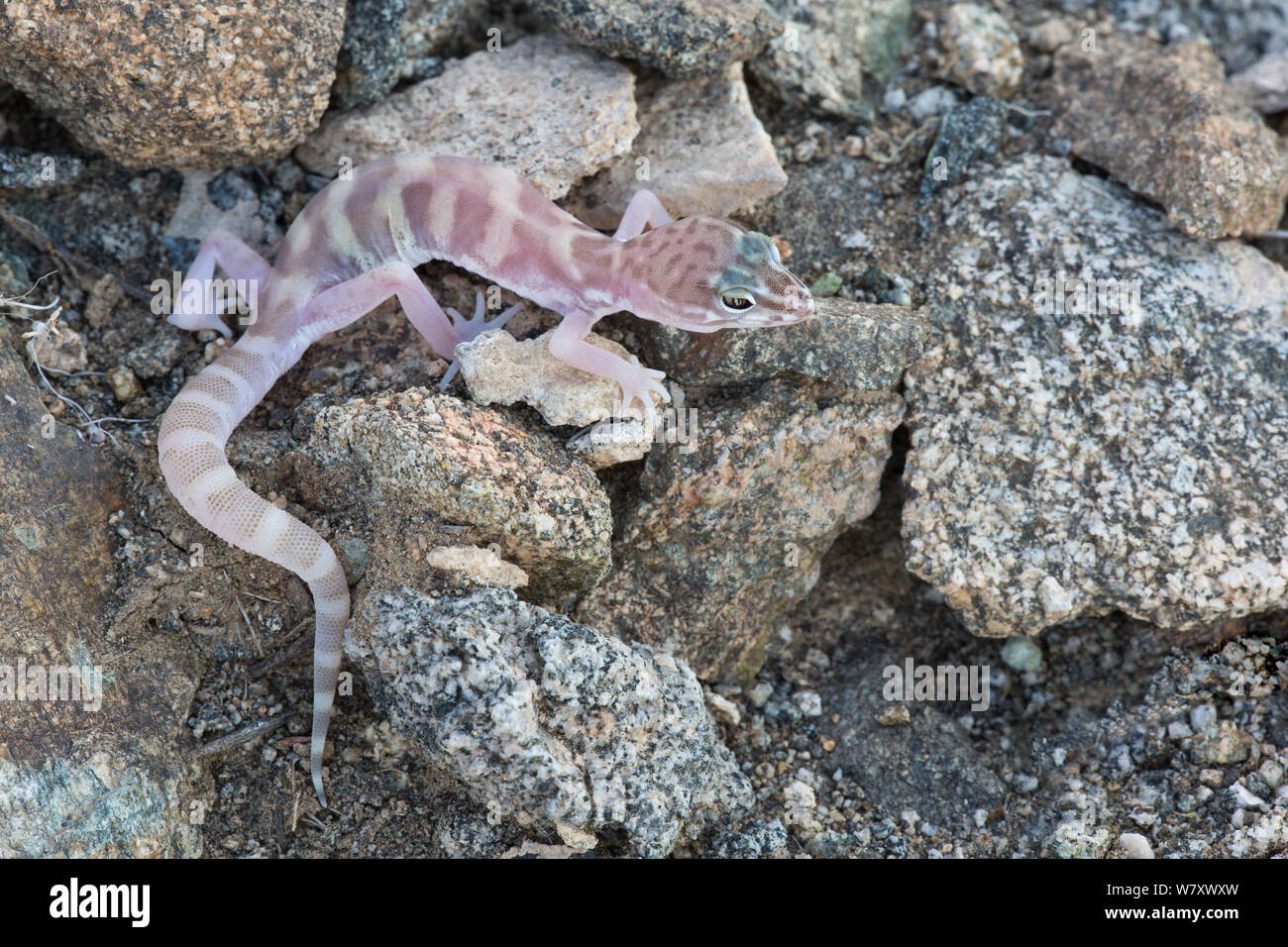 Desert Banded Gecko (Coleonyx variegatus) Joshua Tree National Park ...