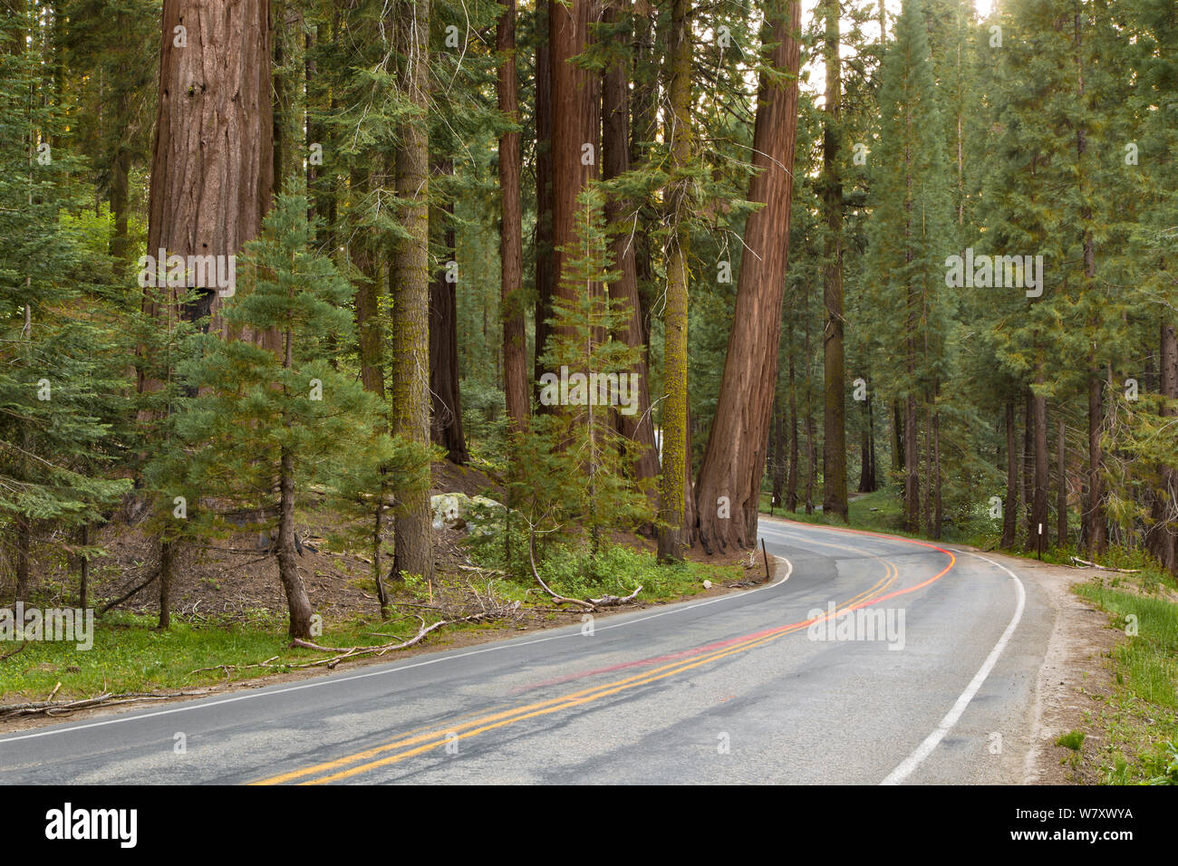 US Highway 198 passing through the Sequoia National Park, California ...