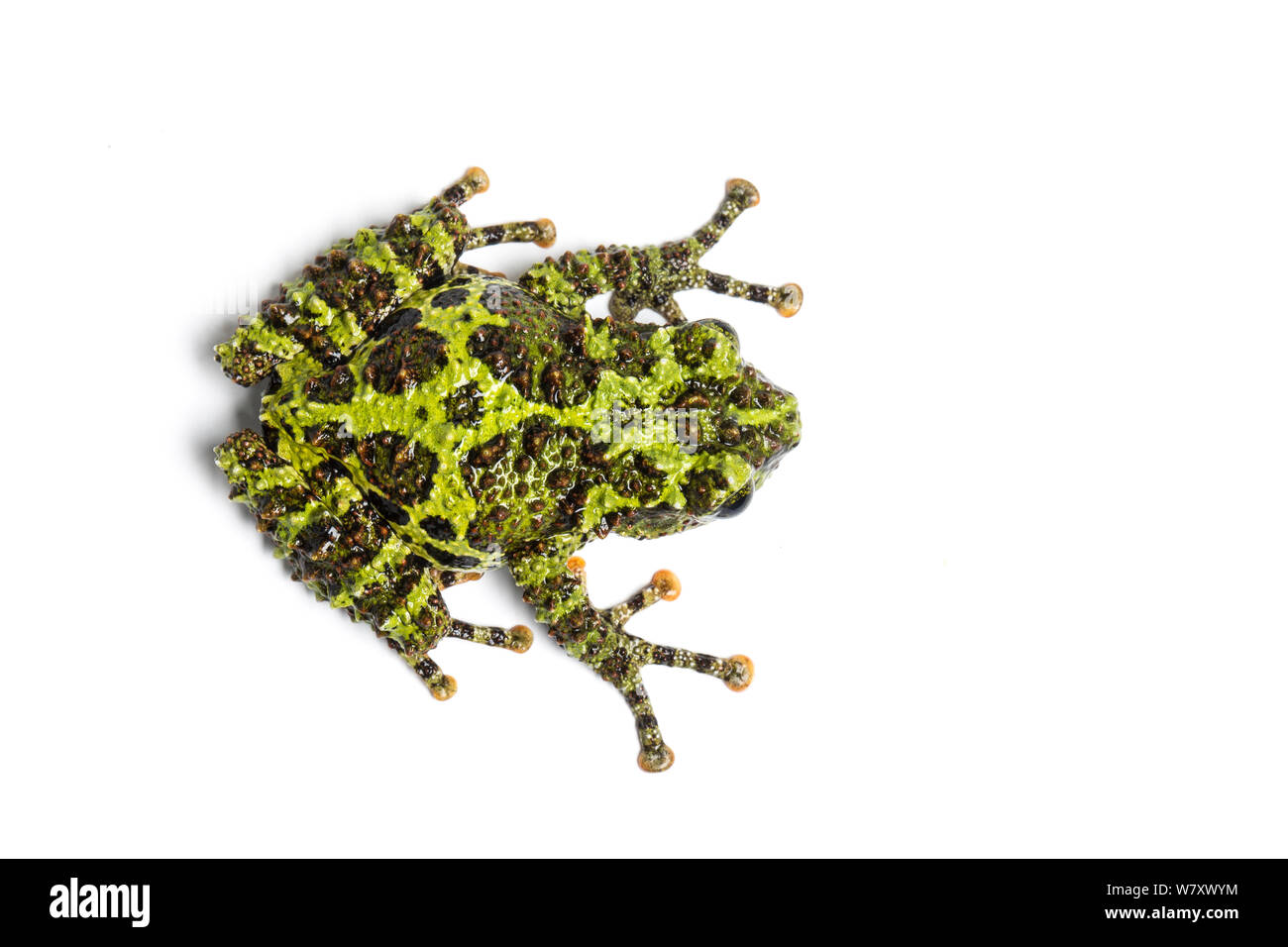 Theloderma bicolor hi-res stock photography and images - Alamy