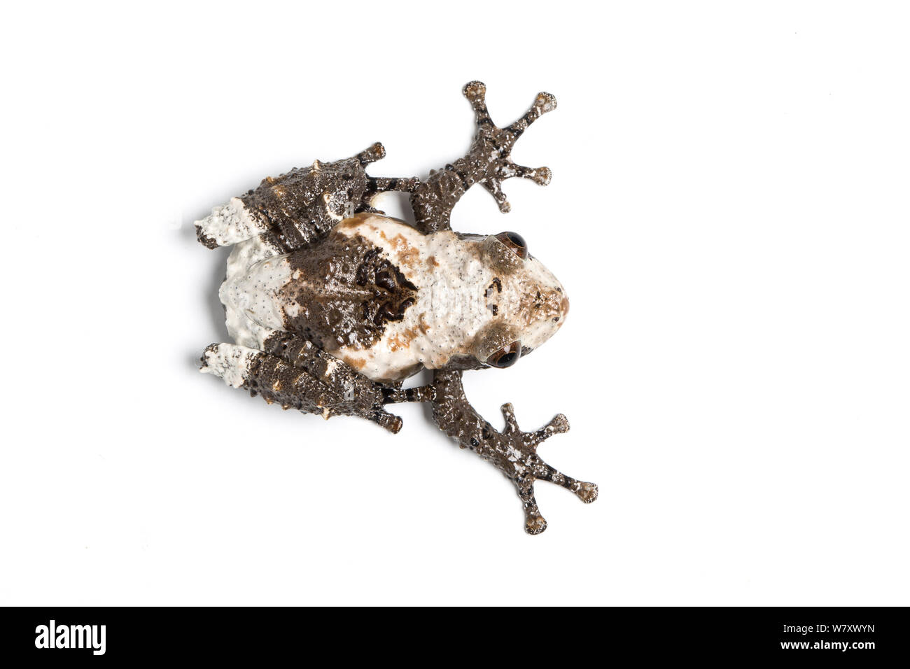 Pied mossy frog (Theloderma asperum) dorsal view, captive, occurs in ...