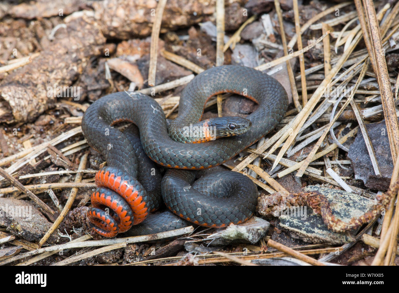 Ringneck Snake (Diadophis punctatus) in defensive posture, San Jose ...