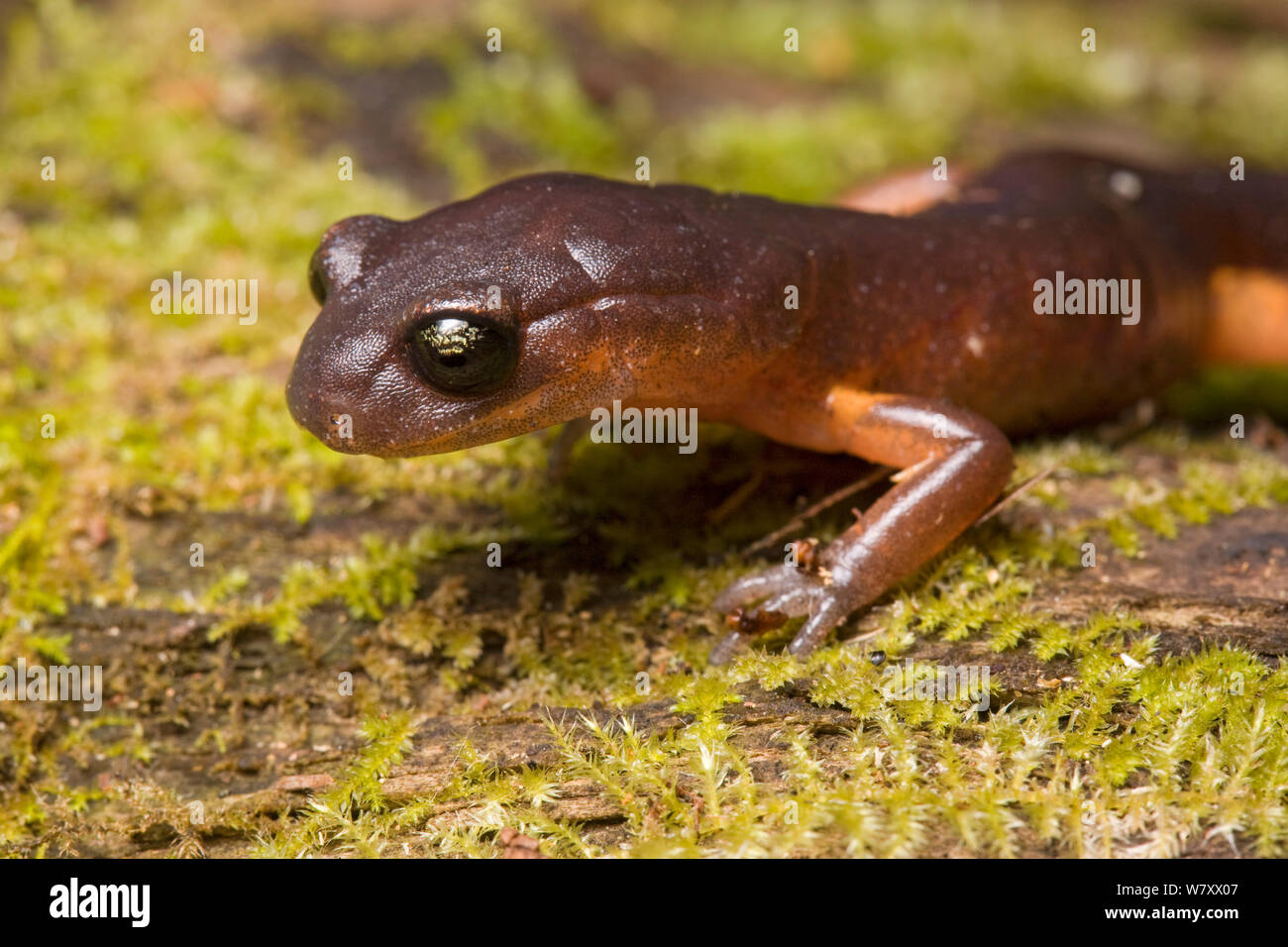Ensatina salamander hi-res stock photography and images - Alamy
