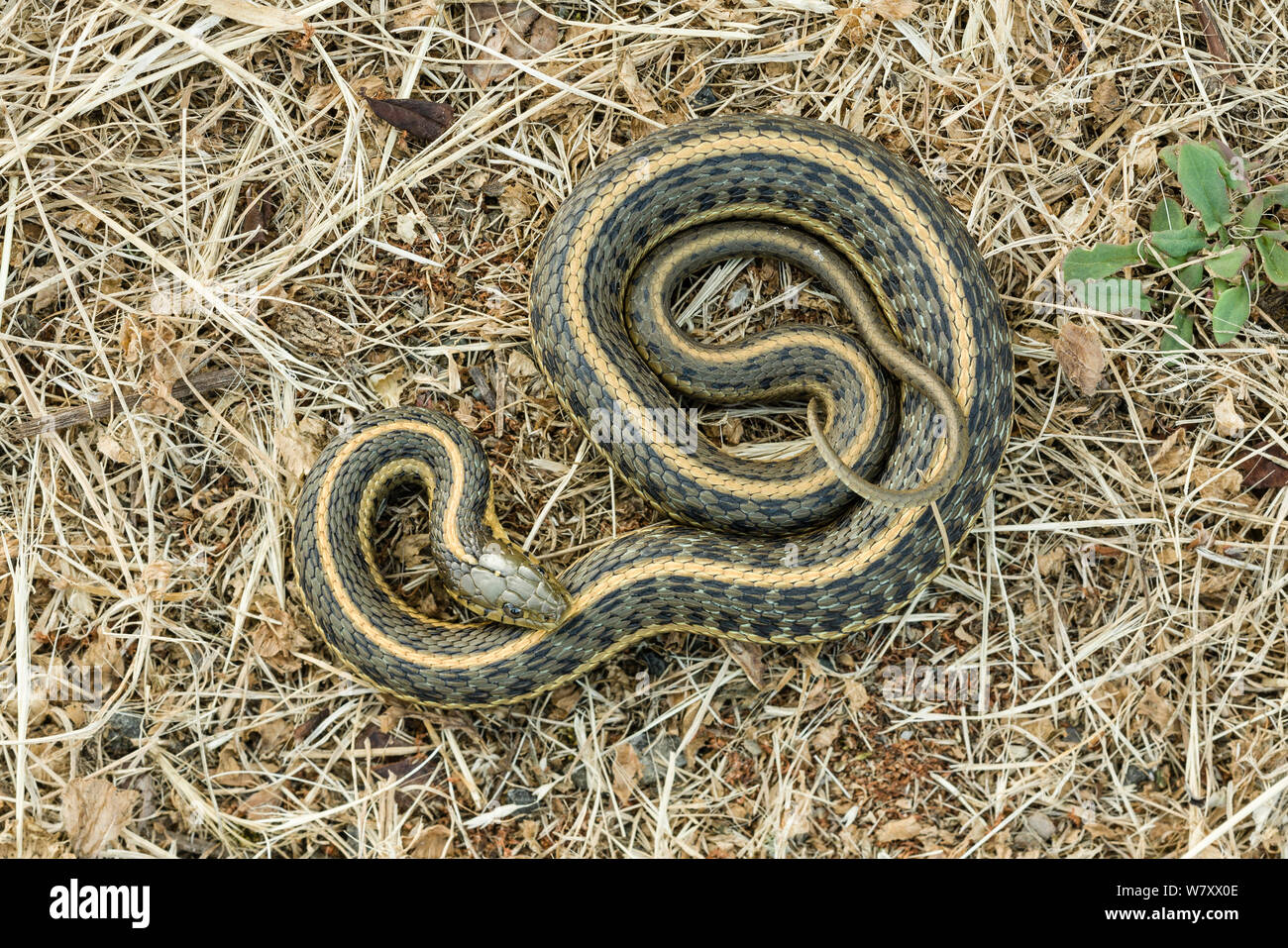 Pacific Coast Aquatic Garter Snake (Thamnophis atratus atratus) Point ...