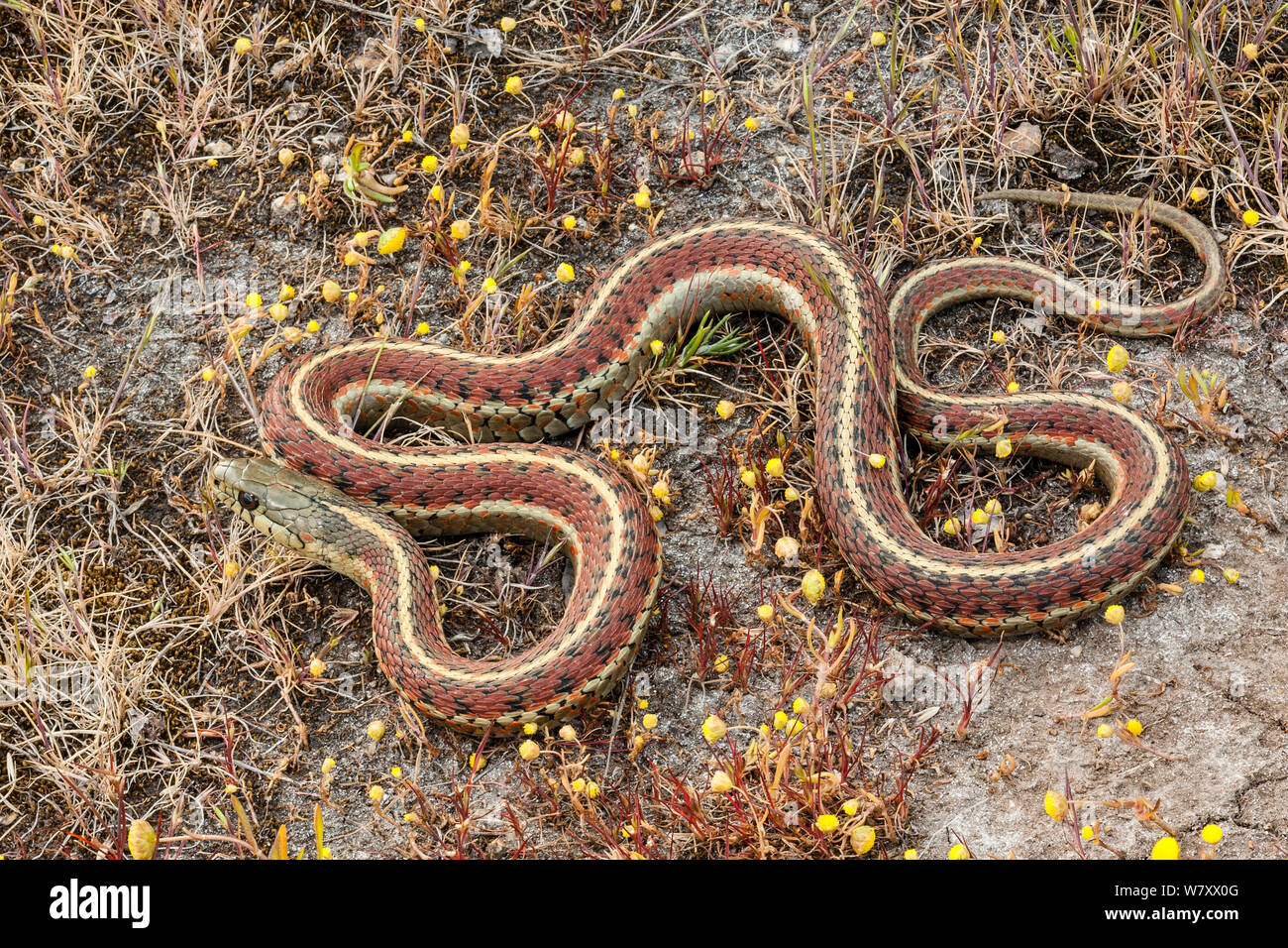 California garter snake hi-res stock photography and images - Alamy