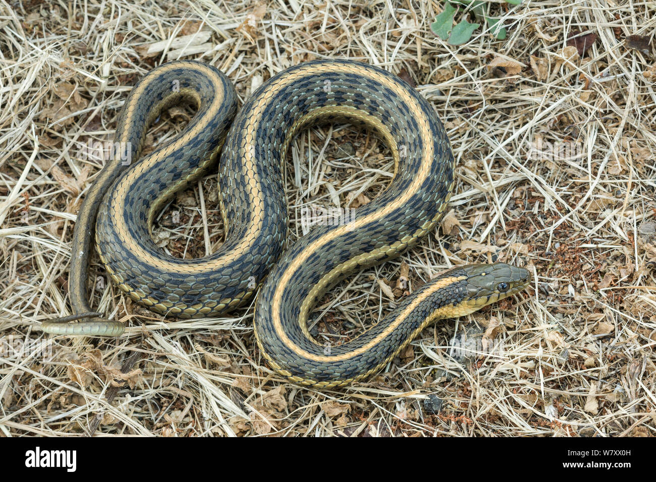 Pacific Coast Aquatic Garter Snake (Thamnophis atratus atratus) Point ...