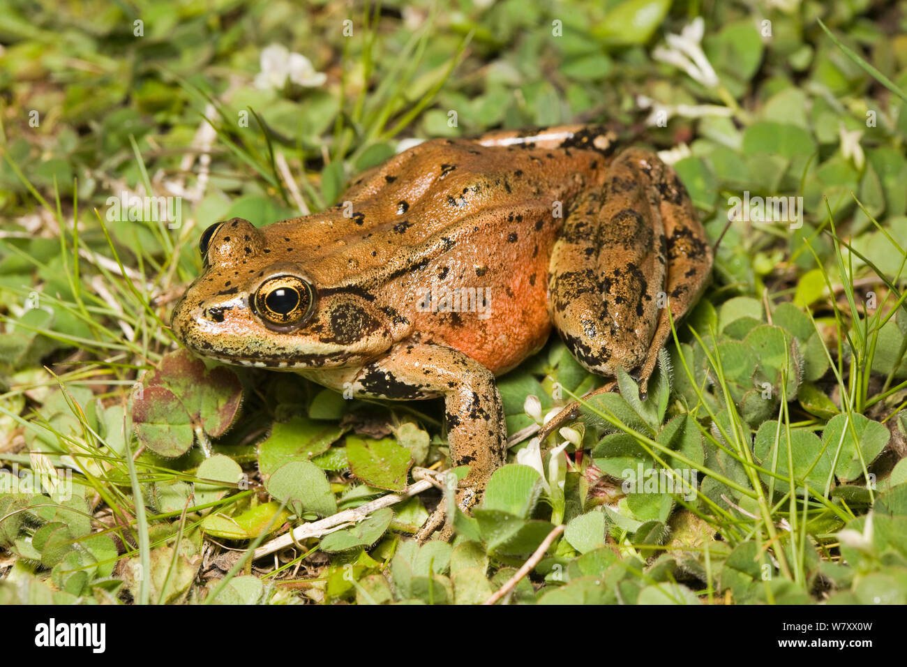 Red legged frog hi-res stock photography and images - Alamy