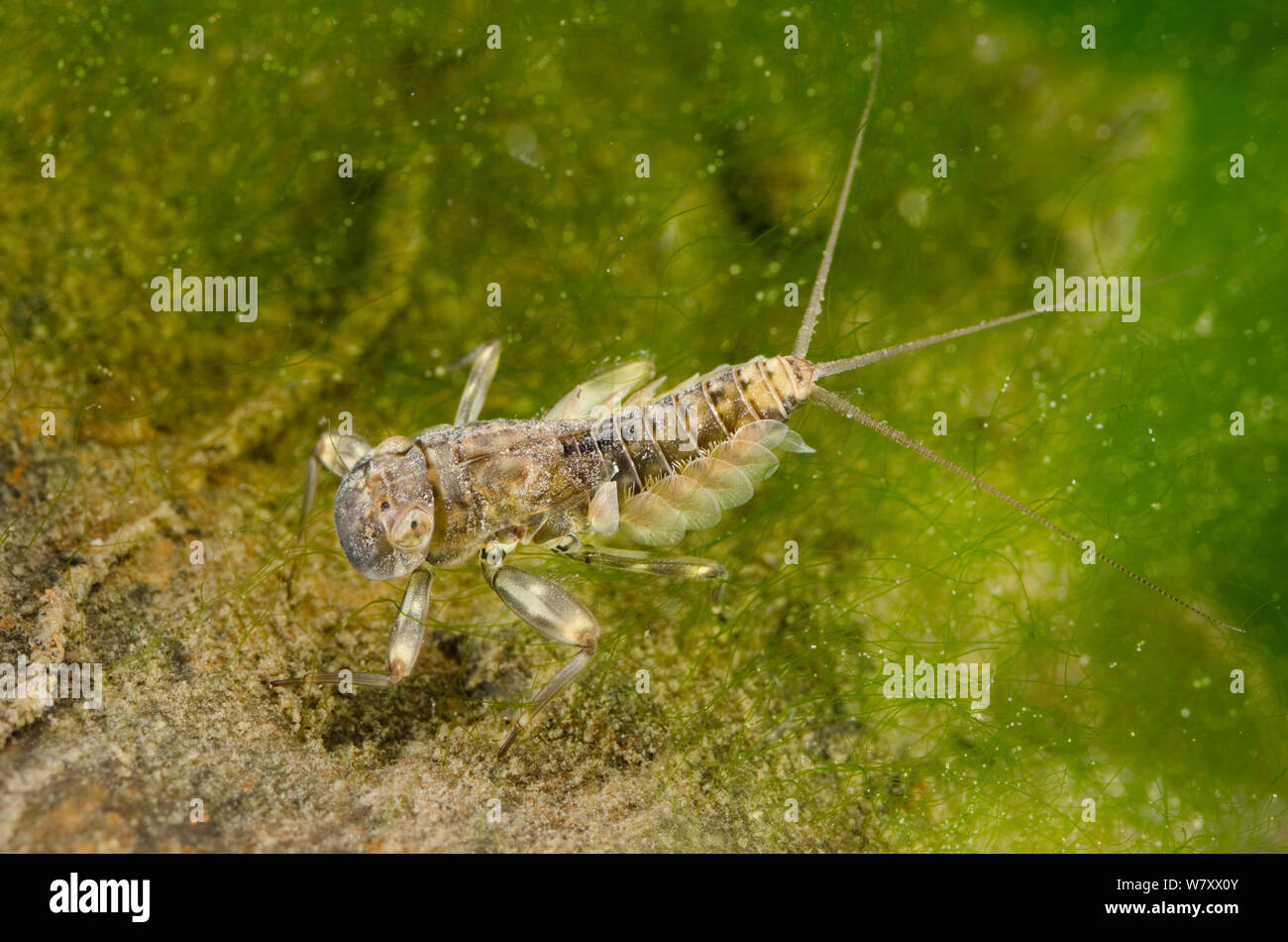 Flathead mayfly nymph (Heptageniidae) Europe, April, controlled ...