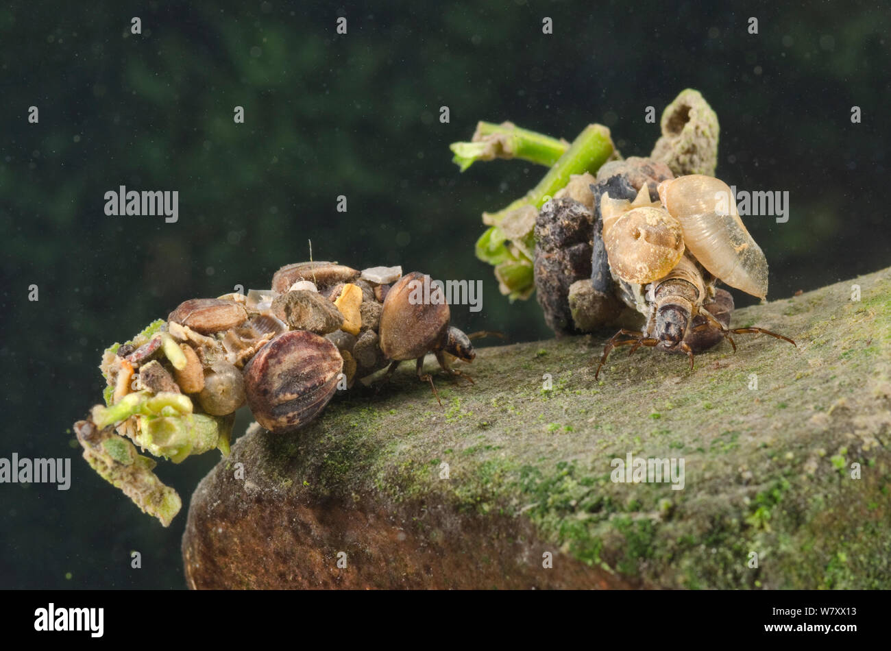 Caddisfly larvae hi-res stock photography and images - Alamy