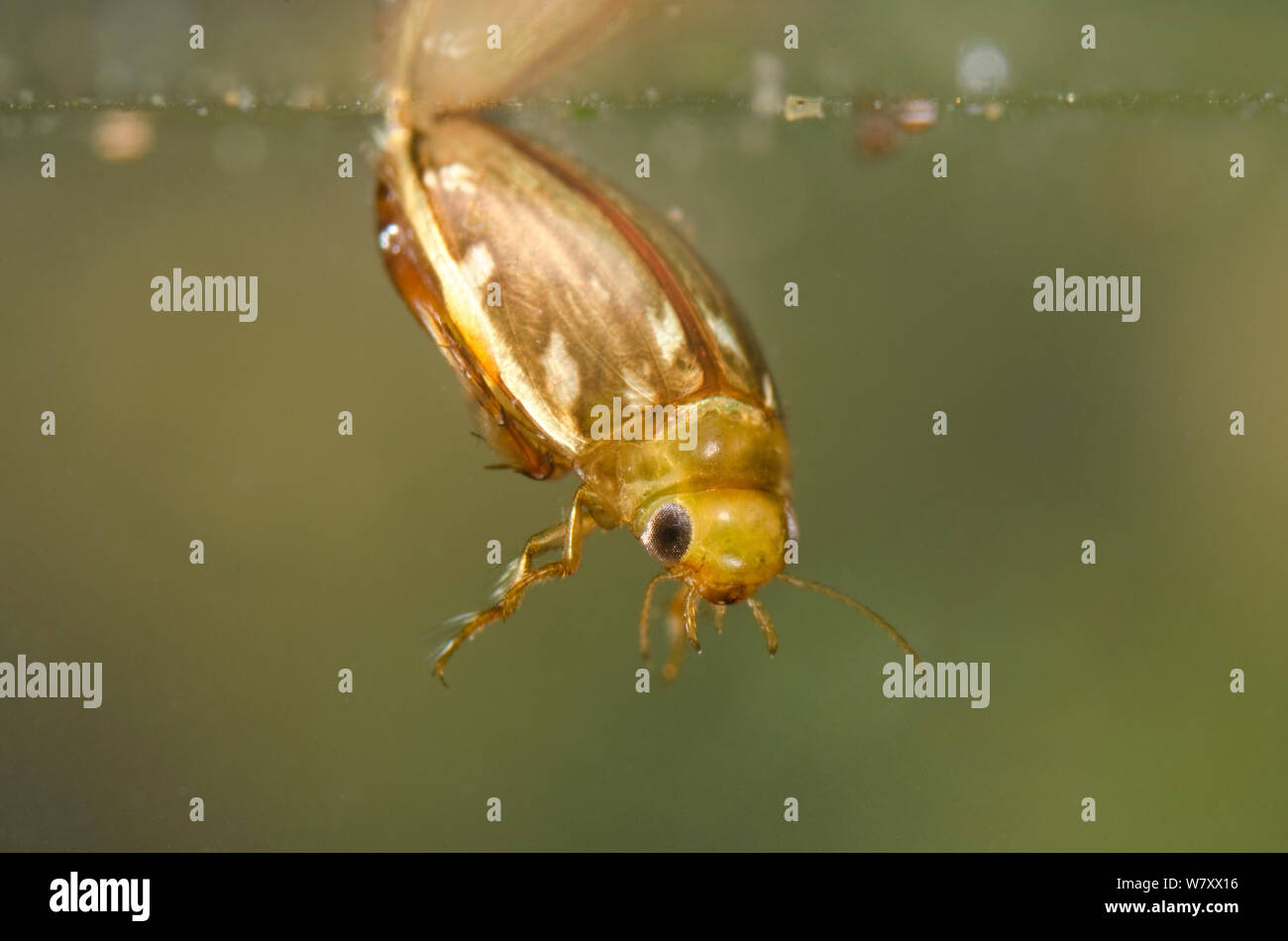 Water beetle (Laccophilus sp) taking air at the surface, January ...