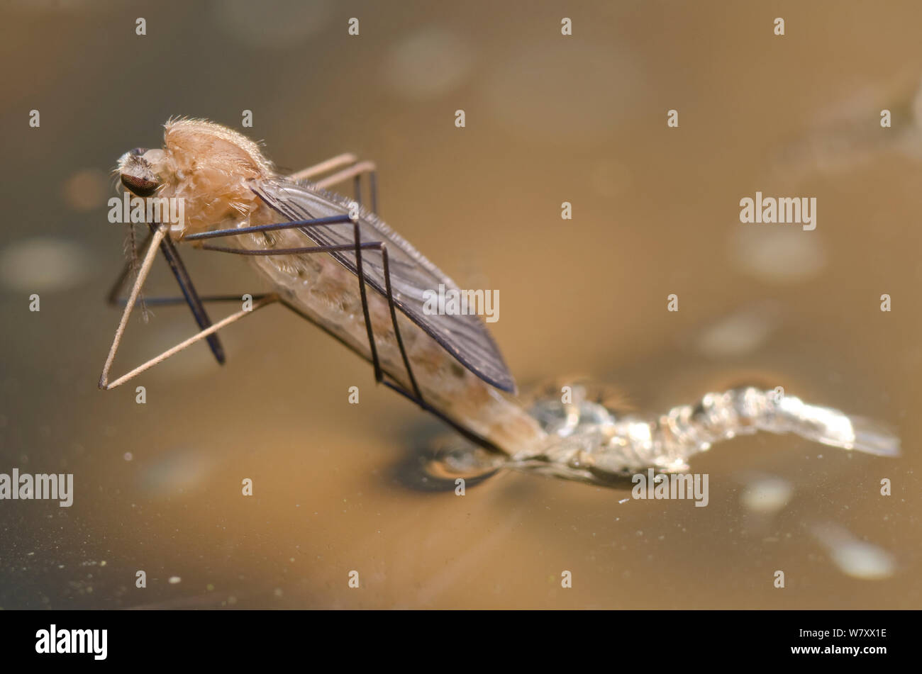Anopheles mosquito mosquito hi-res stock photography and images - Alamy