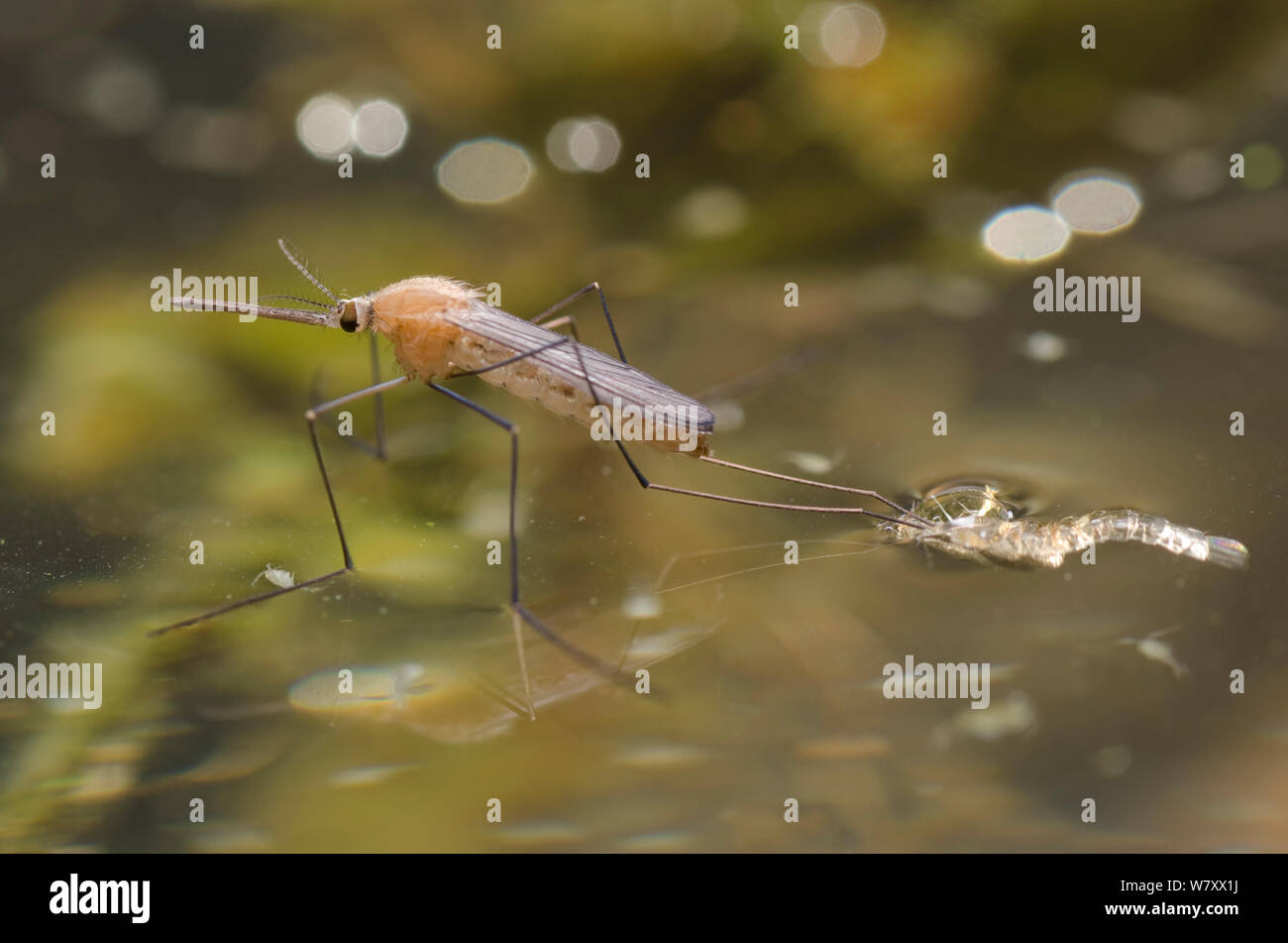 Anopheles pupa hi-res stock photography and images - Alamy