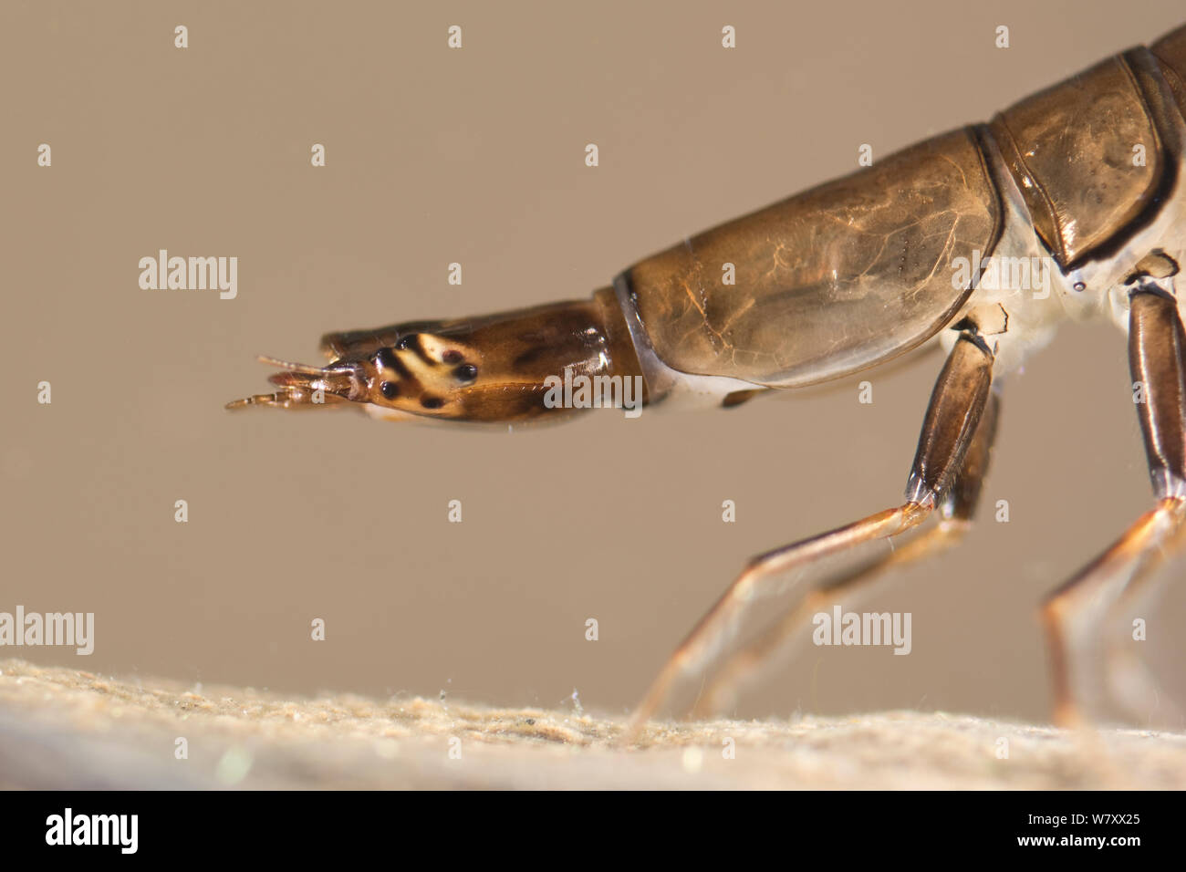 Diving beetle (Graphoderus bilineatus) larva, head detail. Europe, June ...