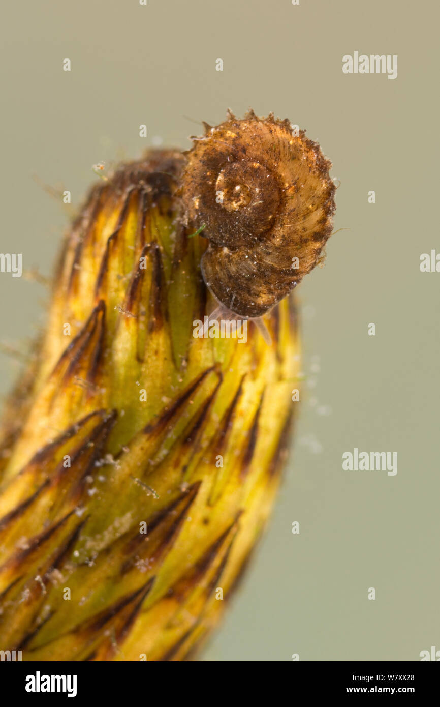 Nautilus ramshorn snail hi-res stock photography and images - Alamy