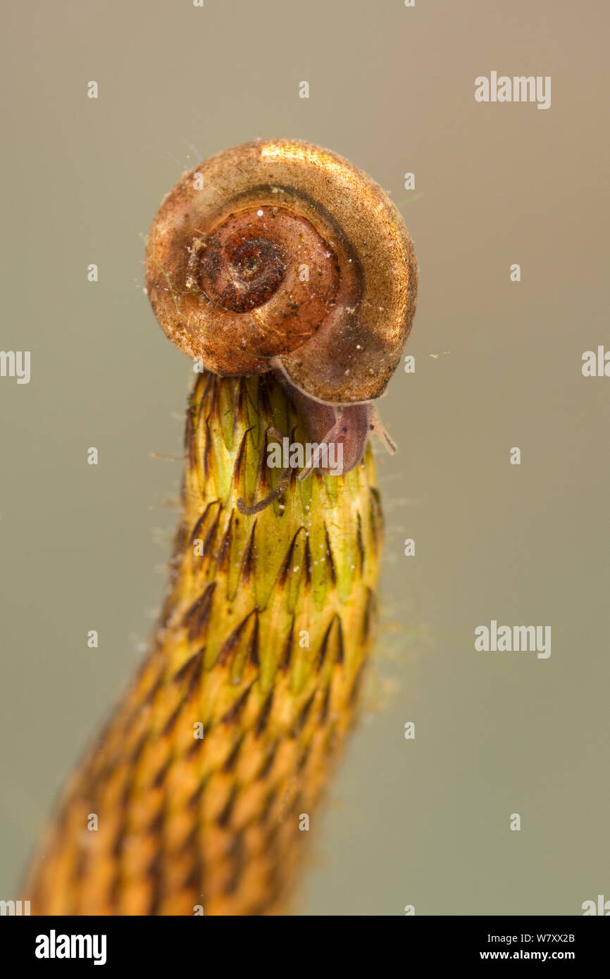 Freshwater snail (Planorbidae) on stem, Europe, June, controlled ...