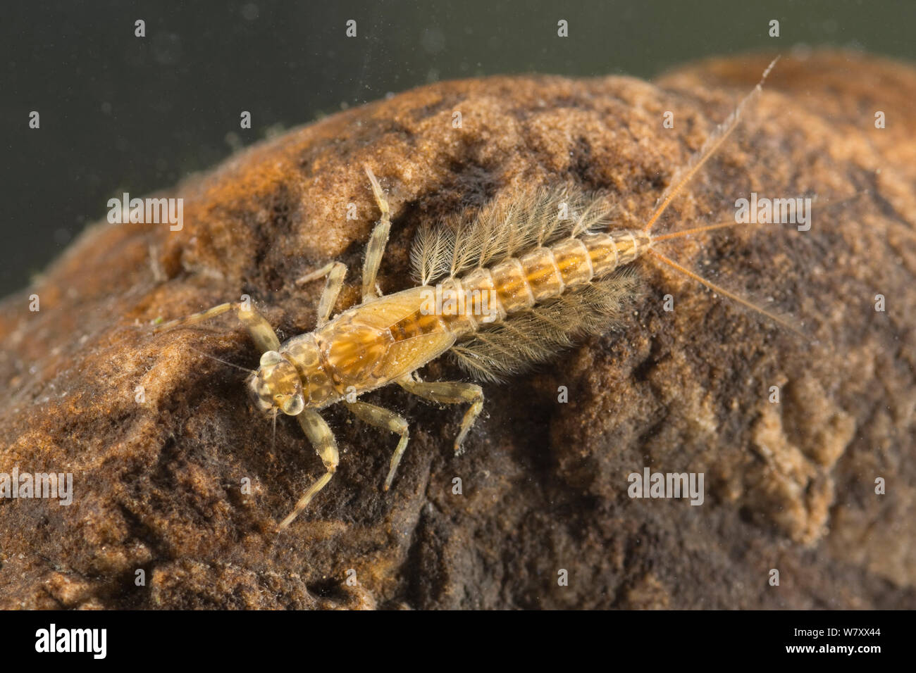 Crawling mayfly hi-res stock photography and images - Alamy